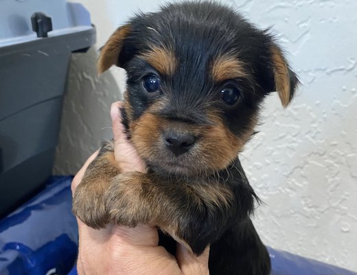 OKLAHOMA YORKIES - Updated August 2025 - 23 Photos - Oklahoma City ...