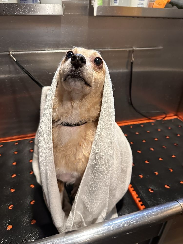 NOOGA PAWS - Updated December 2025 - 55 Photos & 48 Reviews - 313 ...