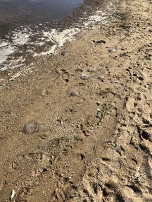 SHELL BEACH - Updated September 2024 - 34 Photos & 16 Reviews - Tomales ...