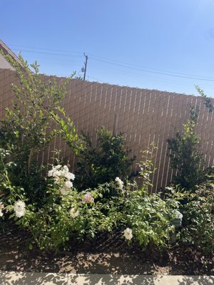 OCEAN RIDGE POST ACUTE - Updated December 2025 - 3850 East Esther St ...