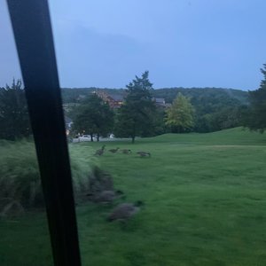 BIG CEDAR LODGE - 299 Photos & 145 Reviews - Resorts - 190 Top Of The ...