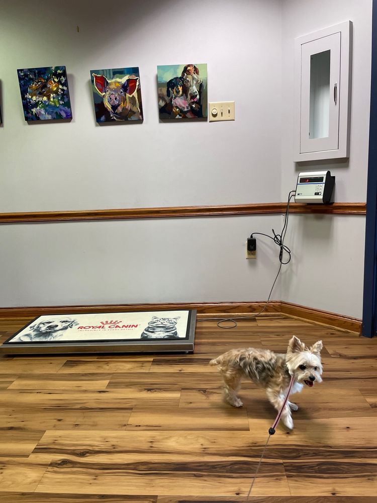 CENTRAL WEST END VETERINARY CLINIC - 17 Photos & 17 Reviews - 4131 ...