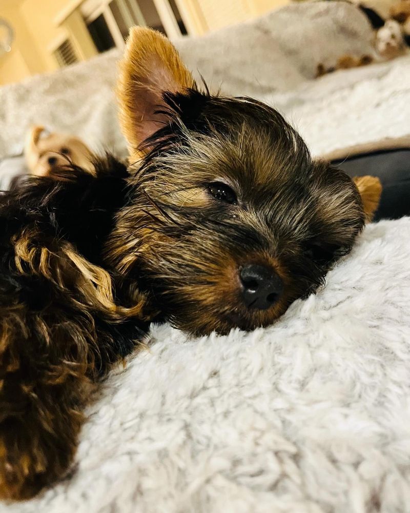 LIBERTY STAR YORKIES - Updated May 2026 - 33 Photos - 5508 Tyler St ...