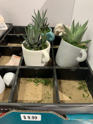 TARGET - Updated December 2025 - 36 Photos & 50 Reviews - 50 Spring ...