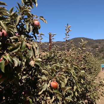 VOLCAN VALLEY APPLE FARM - Updated October 2025 - 260 Photos & 139 ...