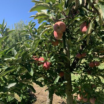 BJ REECE ORCHARDS - Updated May 2025 - 453 Photos & 192 Reviews - 9131 ...