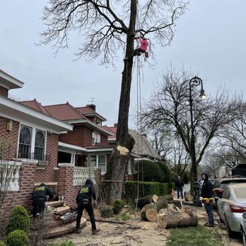 TARZAN TREE REMOVAL - Updated October 2025 - 290 Photos & 60 Reviews ...