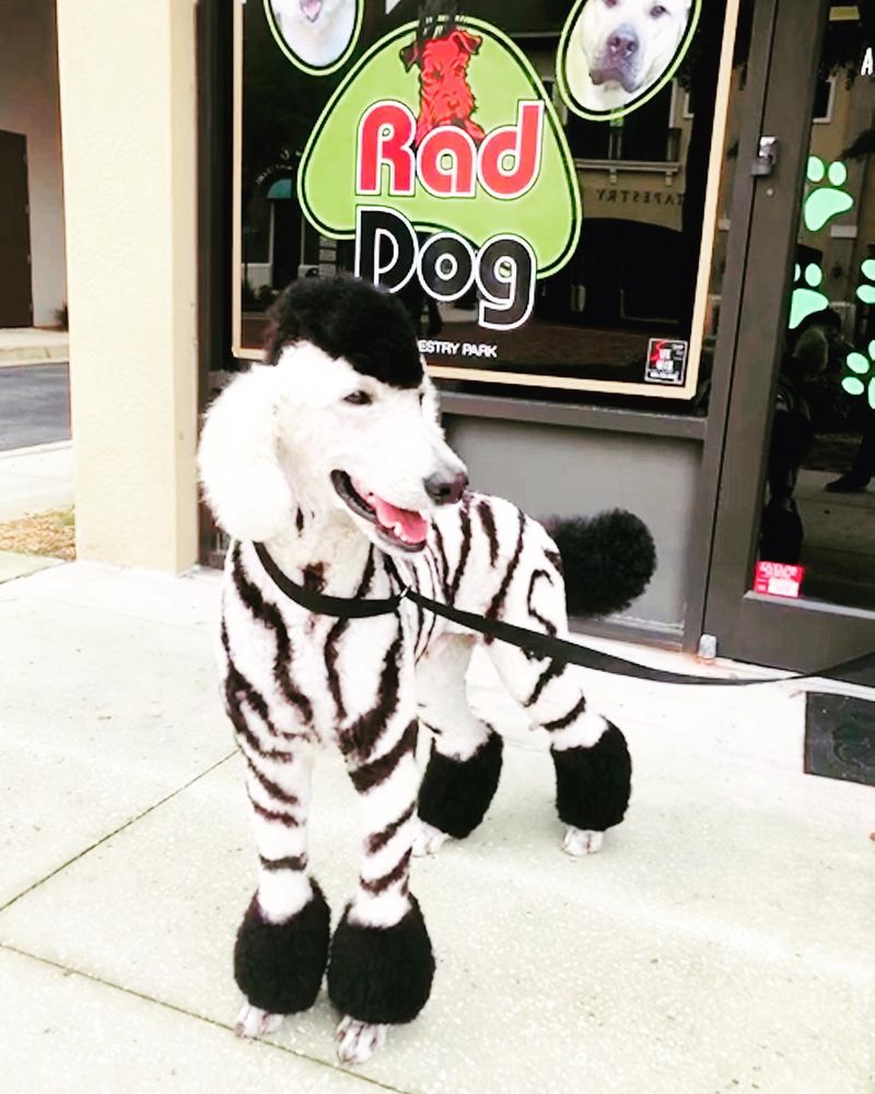 RAD DOG IN TAPESTRY PARK - TEMP. CLOSED - Updated August 2024 - 185 ...