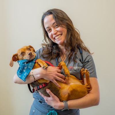 SPLOOT VETERINARY CARE - PLATT PARK - Updated August 2025 - 52 Photos ...