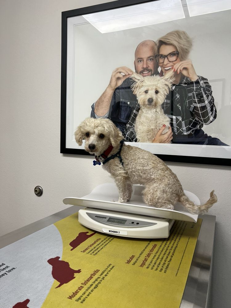 PAW WORKS VETERINARY HOSPITAL - Updated December 2025 - 32 Photos & 26 ...