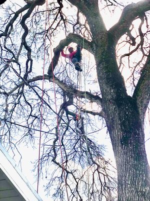 NOR CAL TREE EXPERT - Updated November 2025 - Red Bluff, California ...