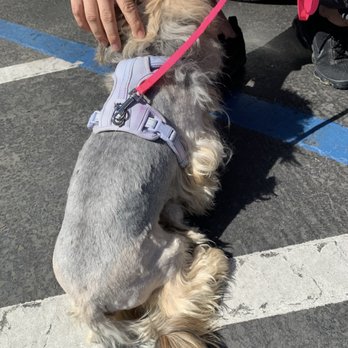 PAWS R US - Updated August 2024 - 84 Photos & 49 Reviews - 7955 N Cedar ...