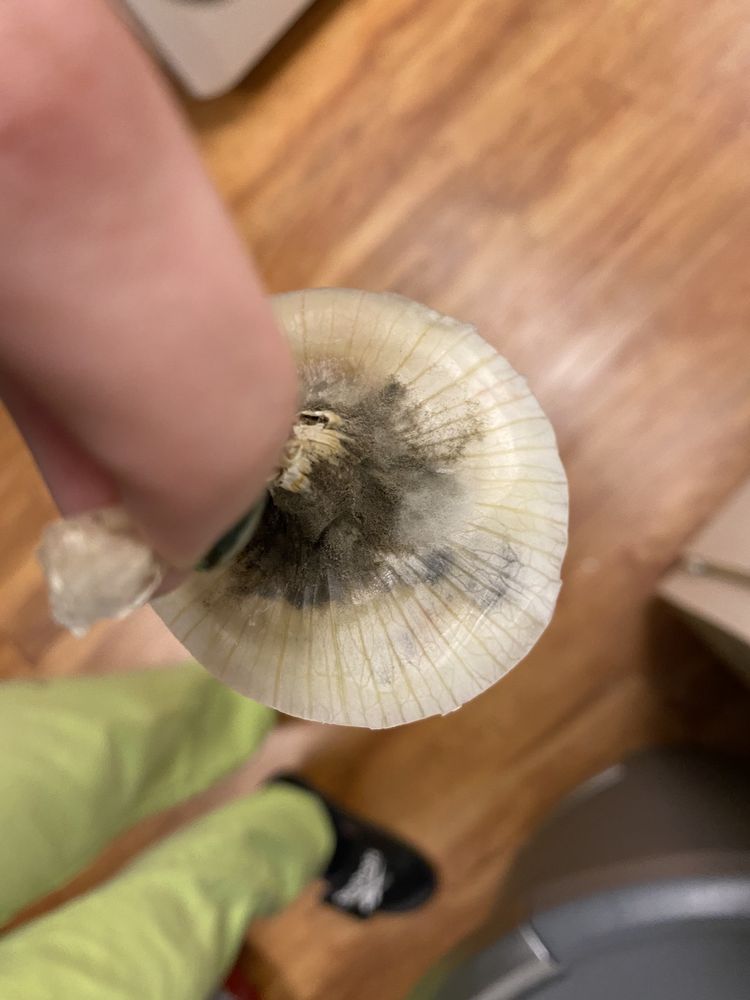 VONS - Updated September 2025 - 119 Photos & 133 Reviews - 4033 Laurel ...