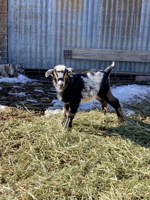 7TH GENERATION FARM - Updated December 2025 - 20 Photos & 23 Reviews ...