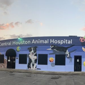 SUNSET ANIMAL HOSPITAL - Updated December 2025 - 142 Photos & 442 ...