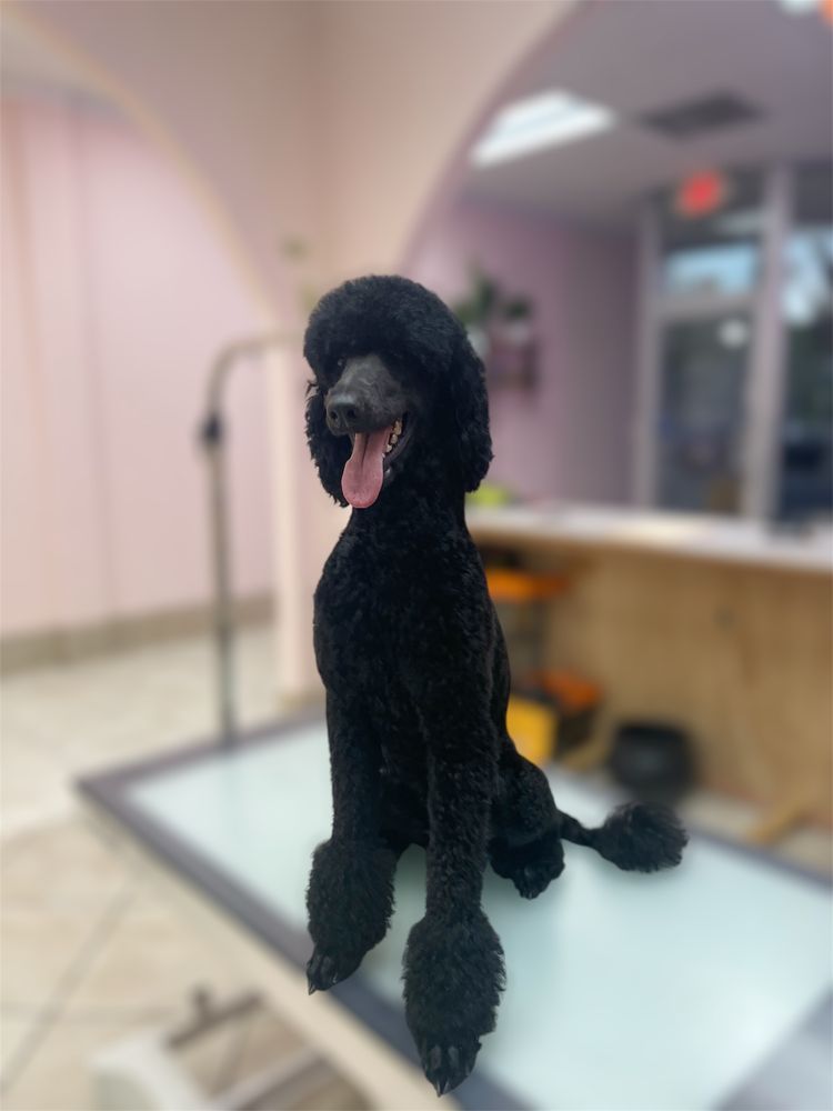 PETS IN STYLE GROOMING - Updated January 2026 - 37 Photos & 14 Reviews ...