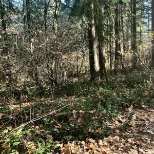 ROOD BRIDGE PARK - Updated July 2024 - 50 Photos & 29 Reviews - 4000 SE ...