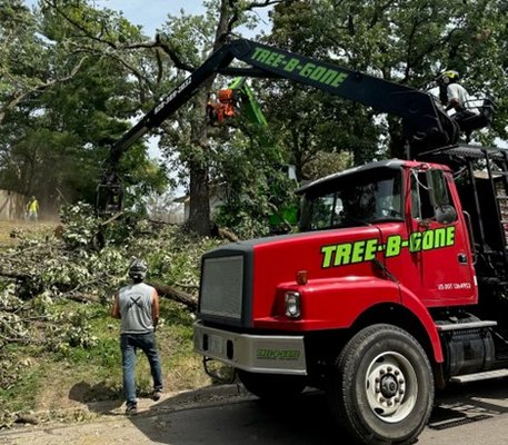 TREE-B-GONE - Updated August 2025 - 12 Photos - 1236 E Marquette St ...