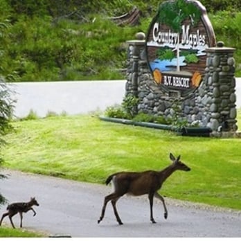 COUNTRY MAPLES RV RESORT - Updated November 2025 - 37 Photos - 9010 ...