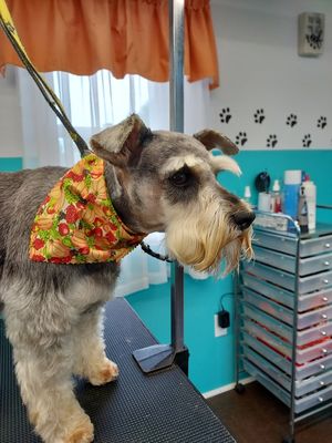 ANITAS GROOMING SHED - Updated August 2025 - 16 Photos - 441 Windsor Rd ...