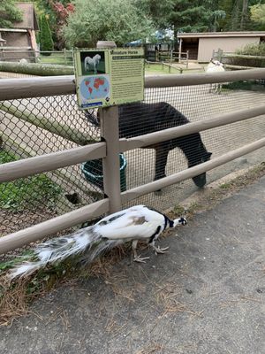 THE ZOO IN FOREST PARK & EDUCATION CENTER - 52 Photos & 21 Reviews ...