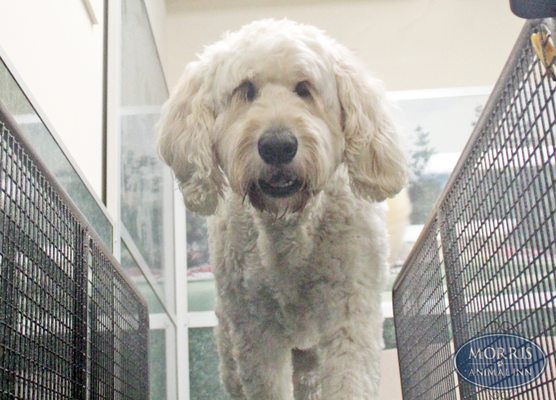 MORRIS ANIMAL INN - Updated October 2024 - 87 Photos & 100 Reviews ...