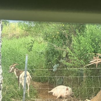 OK FARMS - Updated October 2025 - 22 Photos - 1570 Maikalani St, Hilo ...