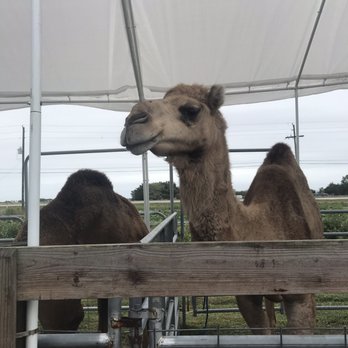 ANIMAL EDVENTURE PARK & SAFARI - Updated October 2025 - 572 Photos ...