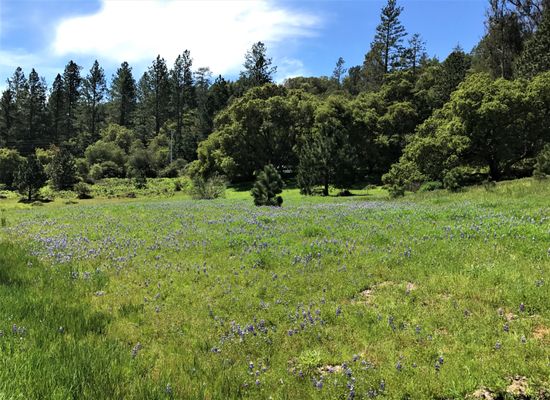 Quail Hollow Ranch County Park 42 Photos 800 Quail Hollow Rd