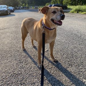 THOMAS J O’CONNOR ANIMAL CONTROL AND ADOPTION CENTER - Updated October ...