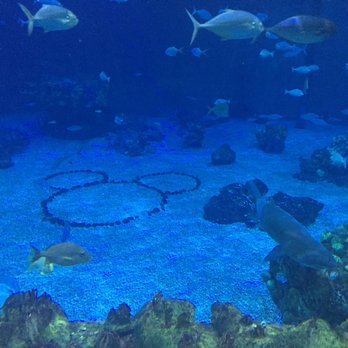 EPCOT DIVE QUEST - Updated September 2025 - 33 Photos & 30 Reviews ...