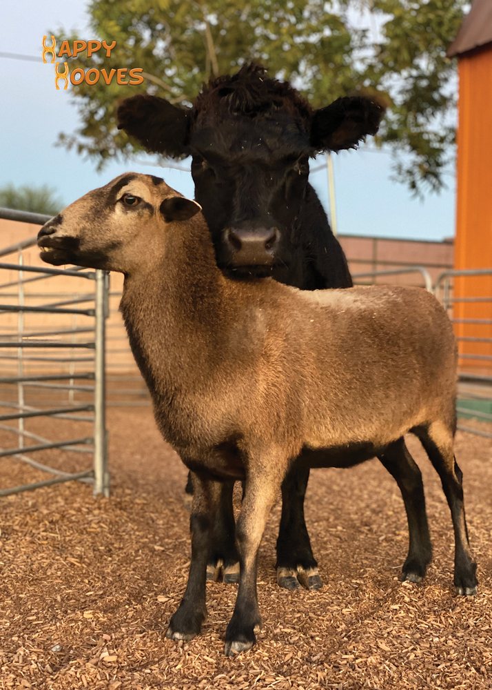 HAPPY HOOVES - 42 Photos - 15220 N 27th St, Phoenix, AZ - Yelp