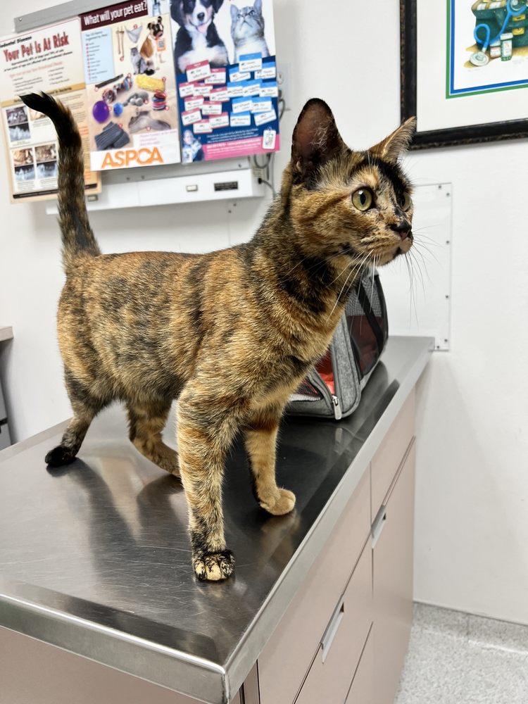 POINT LOMA VETERINARY CLINIC - Updated October 2025 - 52 Photos & 258 ...