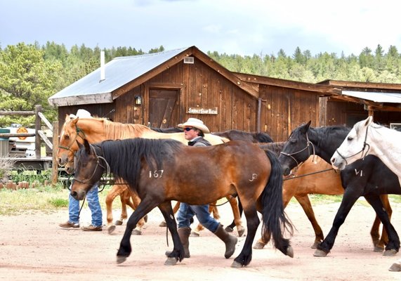 M LAZY C RANCH - Updated December 2025 - 155 Photos & 35 Reviews - 801 ...