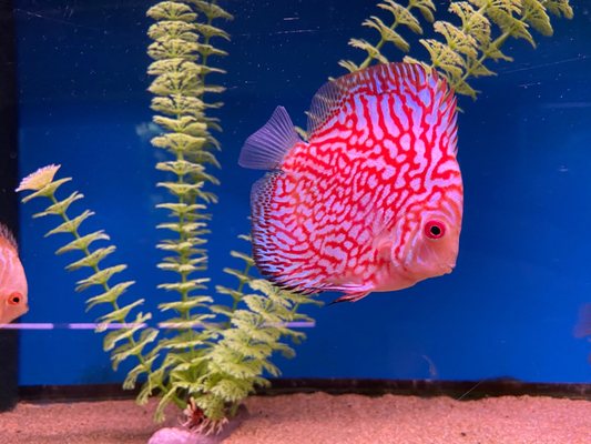 WET SPOT TROPICAL FISH - Updated October 2024 - 94 Photos & 242 Reviews ...