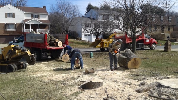 FALLING TIMBERS TREE SERVICE - Updated August 2025 - 15 Photos & 11 ...