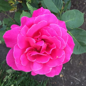 MAPLEWOOD ROSE GARDEN - Updated July 2025 - 109 Photos & 11 Reviews - 1 ...