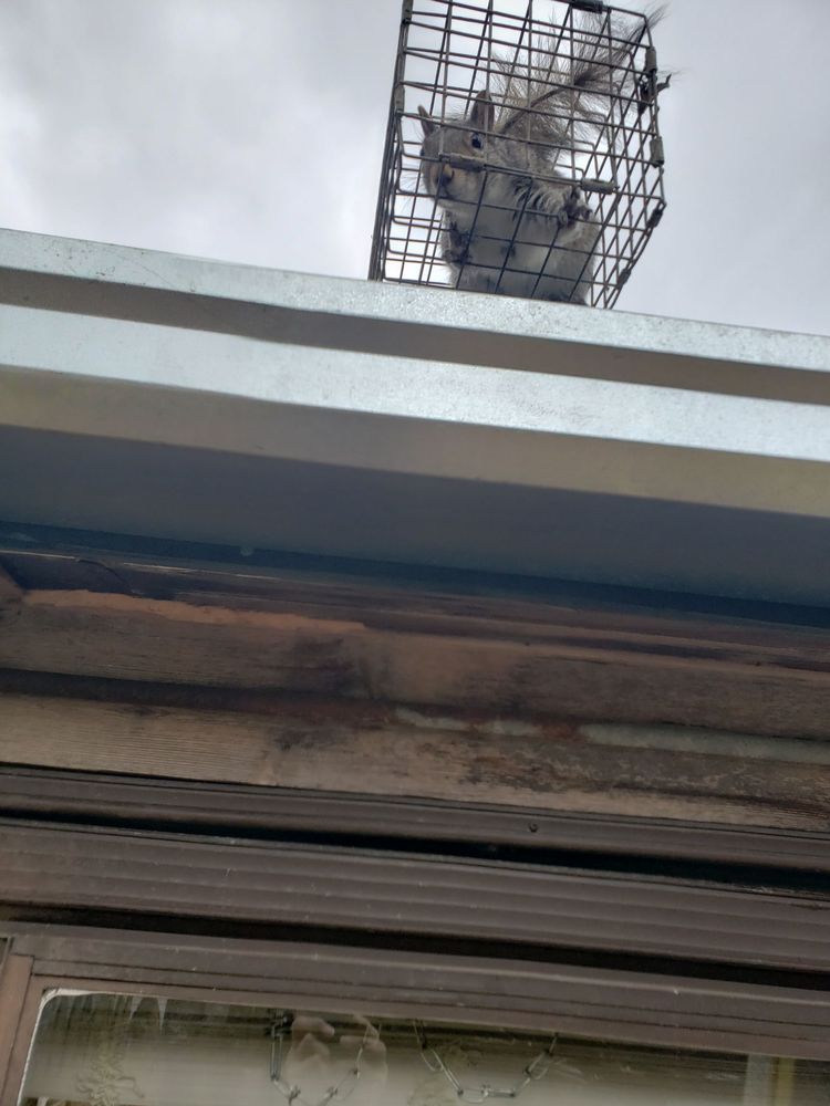 SMITHEREEN PEST MANAGEMENT SERVICES - Updated June 2026 - 40 Photos ...
