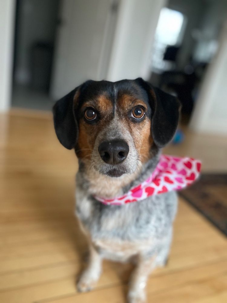 EMBARK PET SPA - Updated December 2025 - 44 Photos & 80 Reviews - 1208 ...