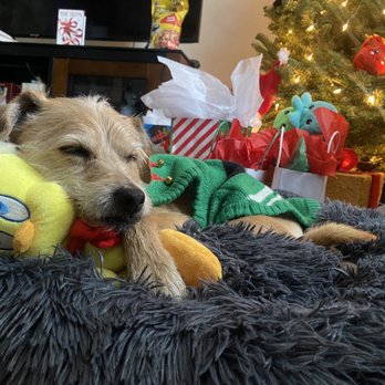 MOOCHI DOG SALON AND SUPPLY - Updated October 2025 - 253 Photos & 271 ...