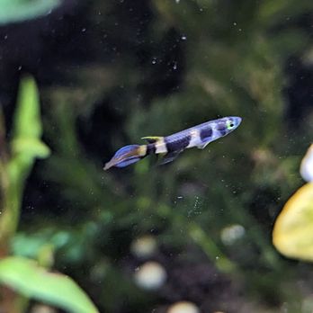 PREUSS PETS - Updated December 2025 - 97 Photos & 92 Reviews - 1127 N ...