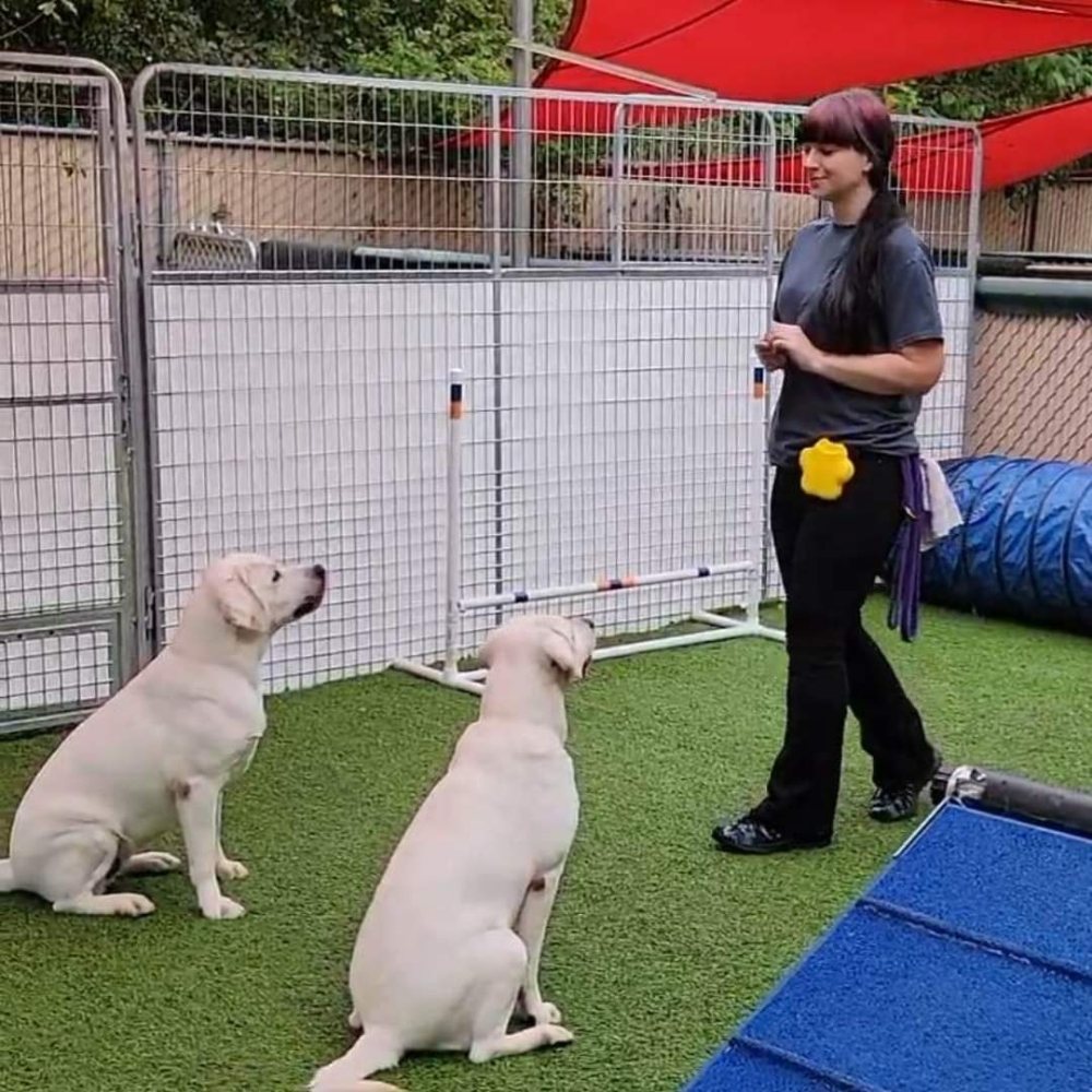 MOLLY’S MUTT HOUSE - Updated October 2025 - 22 Photos & 72 Reviews ...