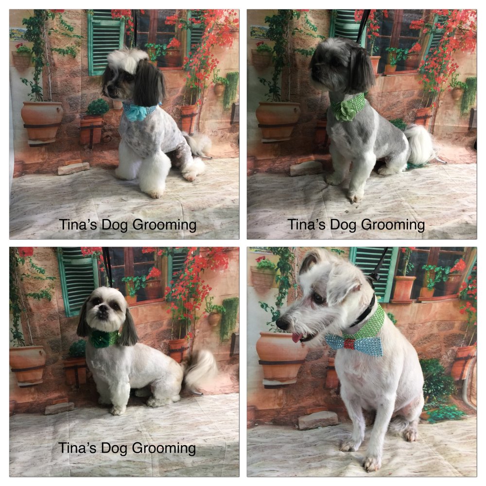 TINA’S DOG GROOMING - Updated May 2024 - Request an Appointment - 14 ...