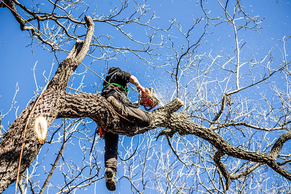 GRIFFINATOR TREE SERVICES - Updated June 2024 - Request a Quote ...