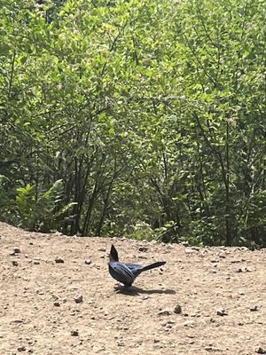 SQUAK MOUNTAIN STATE PARK - Updated May 2026 - 156 Photos & 22 Reviews ...