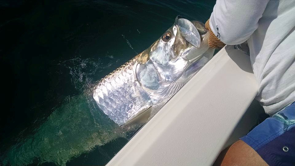 FLORIDA BACKWATER CHARTERS - 1119 Baillies Bluff Rd, Holiday, Florida ...