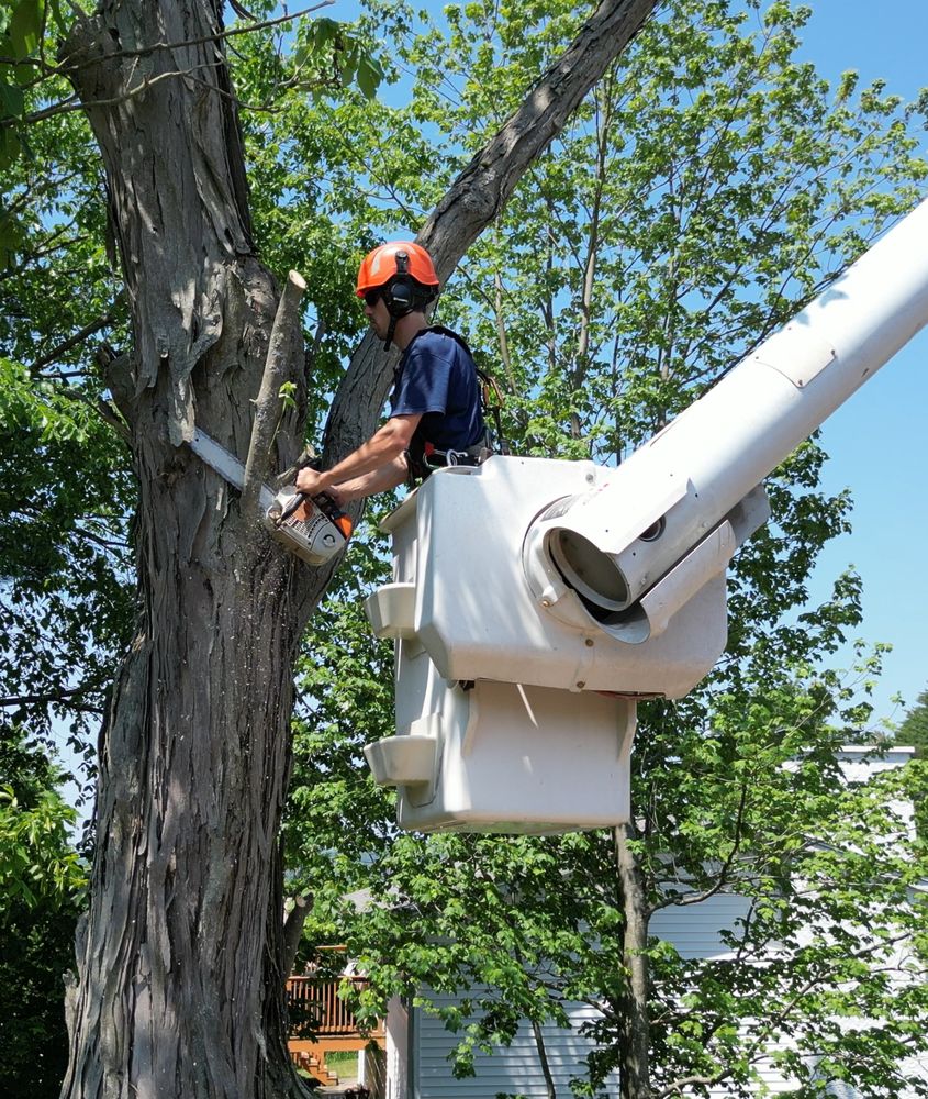 ALL PRO ABLE TREE SERVICE - Updated March 2024 - 1009 Colesville Rd ...