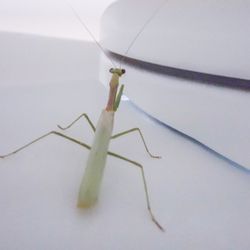 ECOGUARD PEST MANAGEMENT - 26 Photos & 34 Reviews - Livermore ...