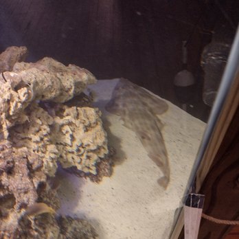 AQUARIUM & SHARK LAB BY TEAM ECCO - Updated May 2024 - 64 Photos & 21 ...