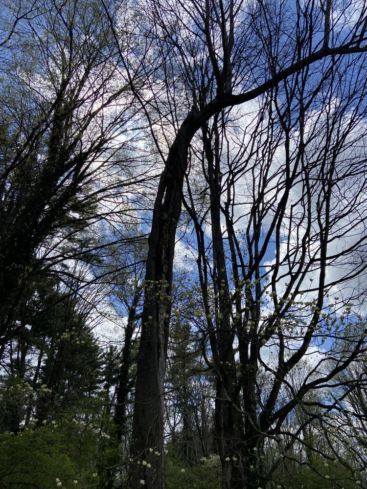 WILLIAMS TREE SERVICES - Updated October 2024 - Tazewell, Virginia ...